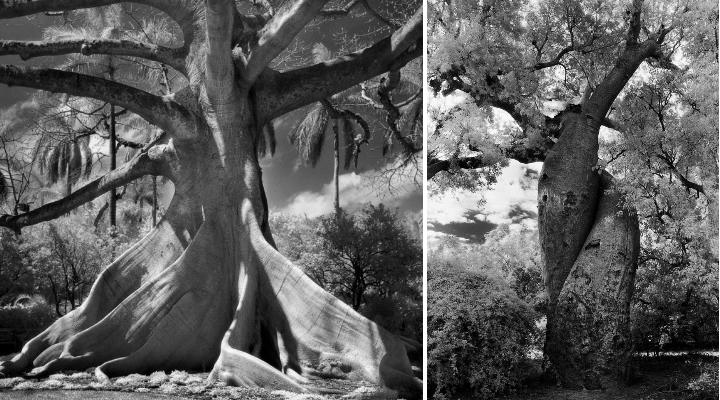 „Portraits of Time“ von Beth Moon - Kunstlab